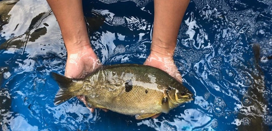 Jade Perch Whole Fish (Scaled and Gutted) – Dragonwana